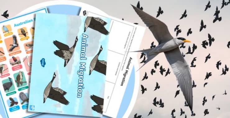 World Migratory Bird Day 2026 | Twinkl Australia Calendar