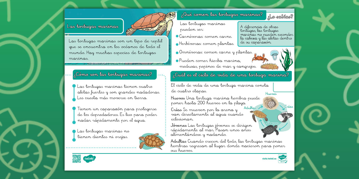 Hoja informativa: Las tortugas marinas