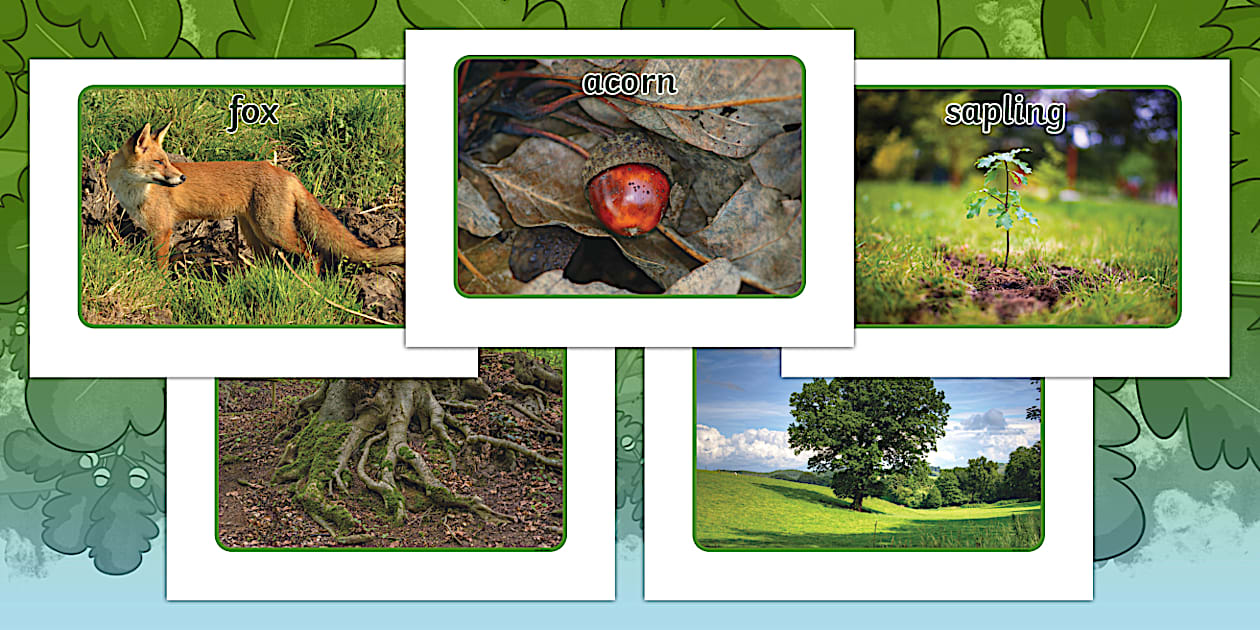 Little Acorns Photo Pack (teacher made) - Twinkl