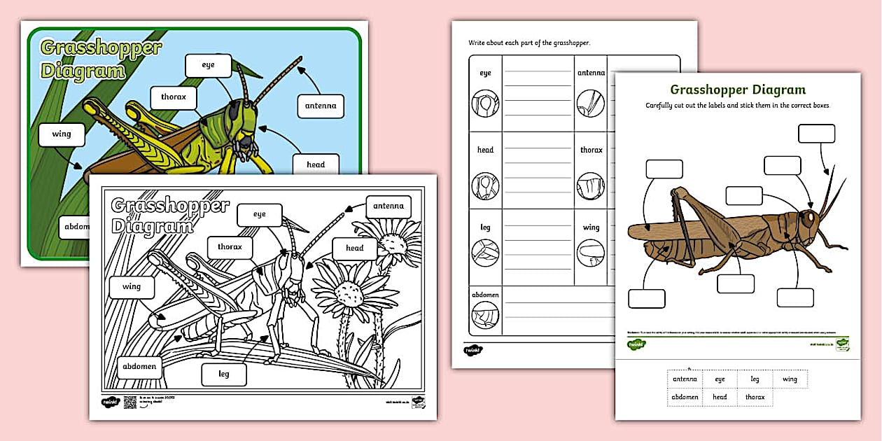 Grasshopper Diagram Pack - Twinkl Science (teacher made)