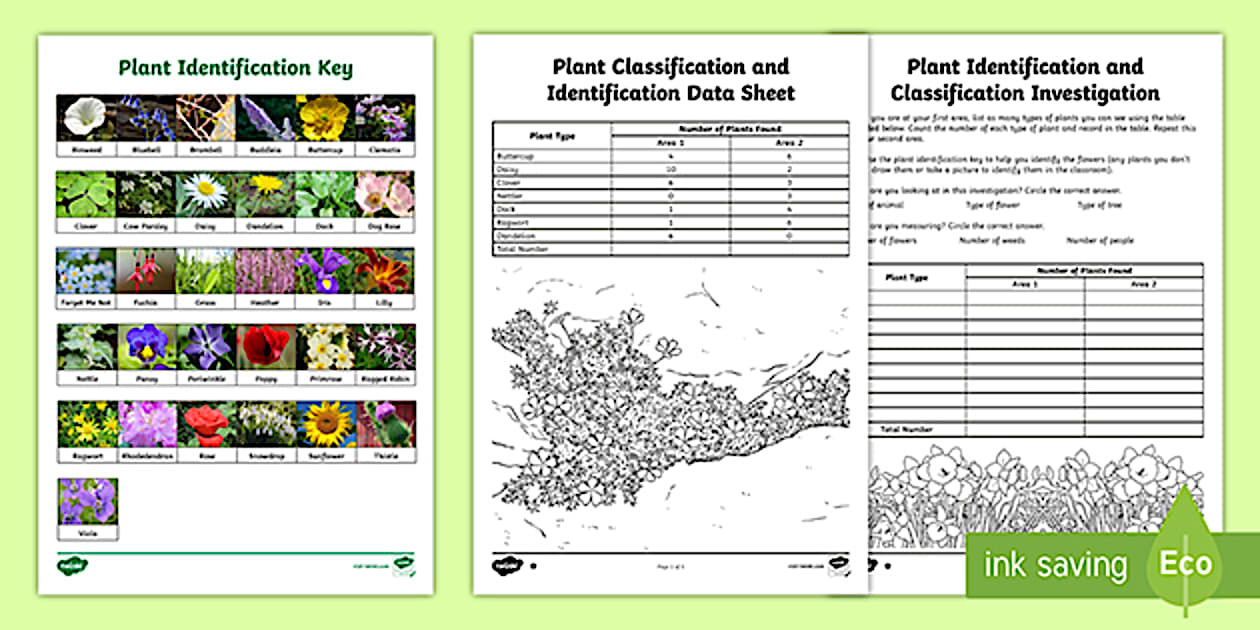 Plant Classification Investigation | Classifying Plants