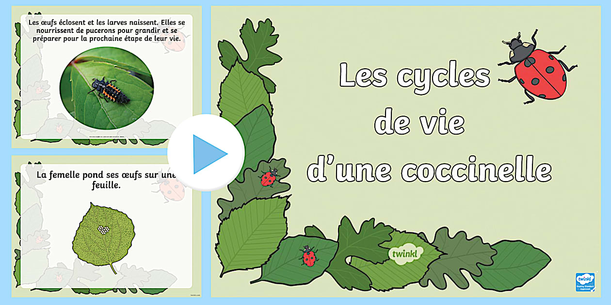 Powerpoint : Les cycles de vie d'une coccinelle - Twinkl