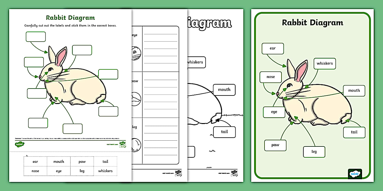 Rabbit Diagram Pack (teacher made) - Twinkl