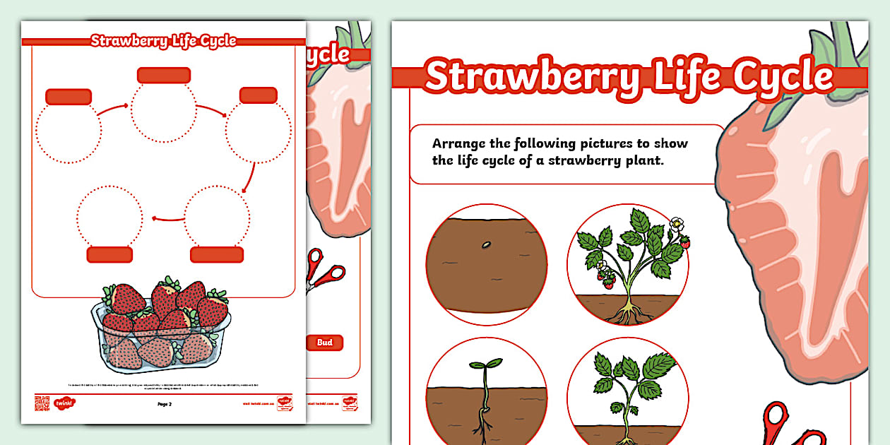 Strawberry Life Cycle Activity (teacher made) - Twinkl