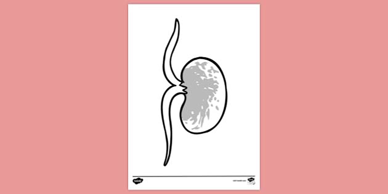 Bean Seed with Root and Shoot Colouring | Colouring Sheets