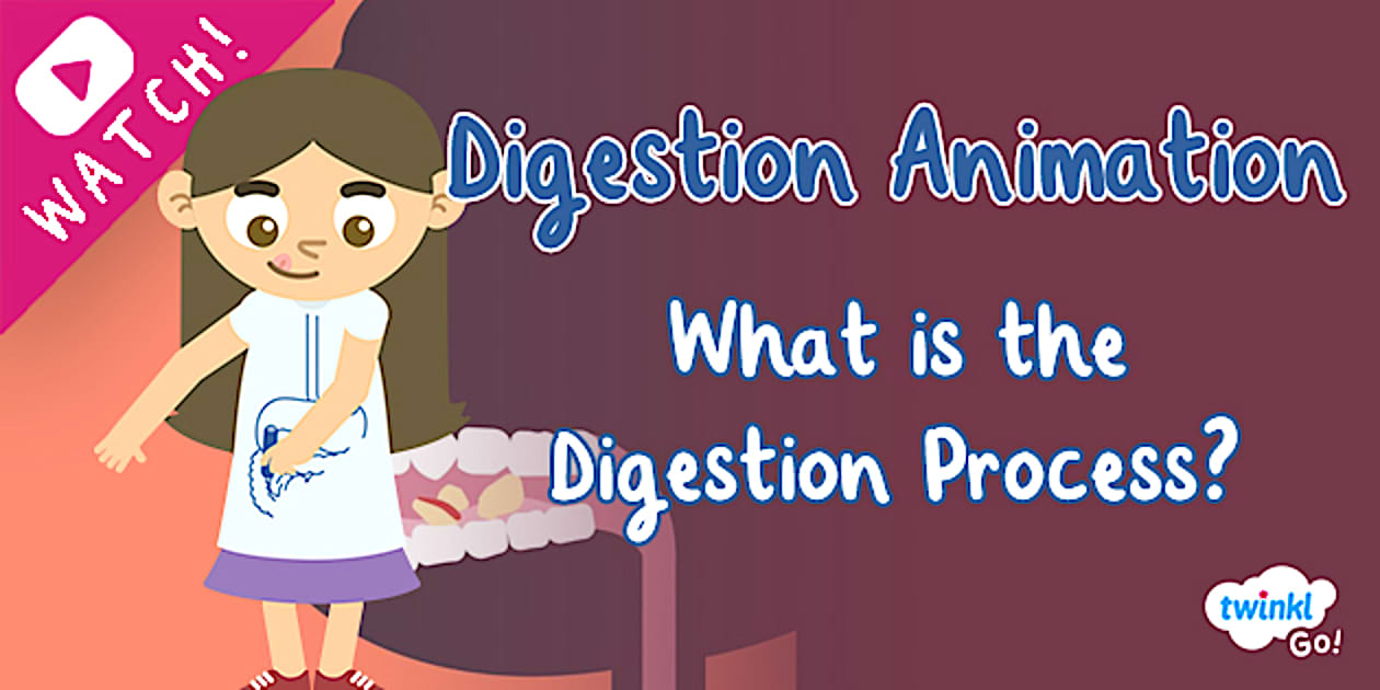 The Digestion Process Animation | Twinkl Go! (teacher made)
