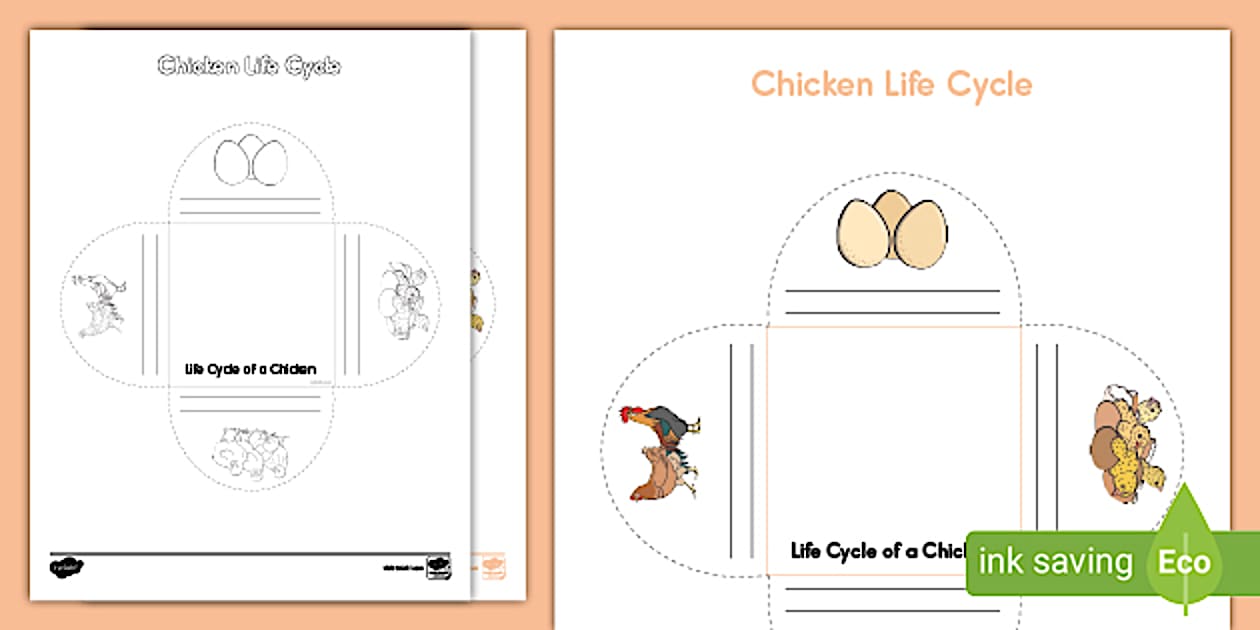 Chicken Life Cycle Worksheet (teacher made) - Twinkl