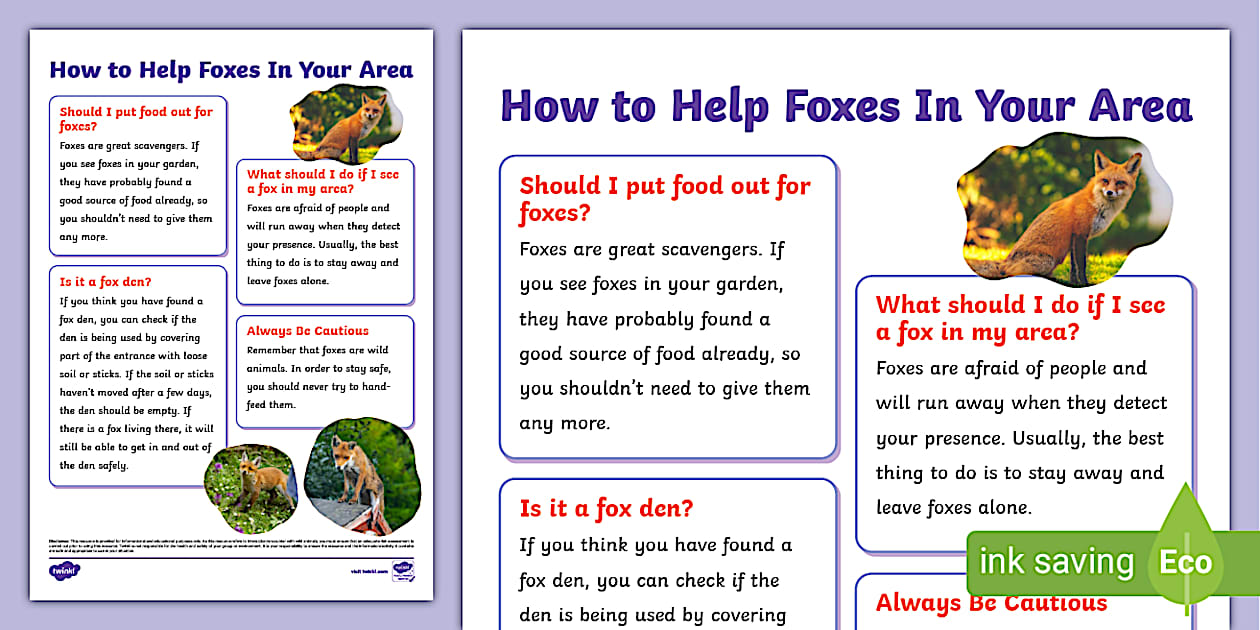 How to Help Foxes in Your Area Display Poster (Teacher-Made)