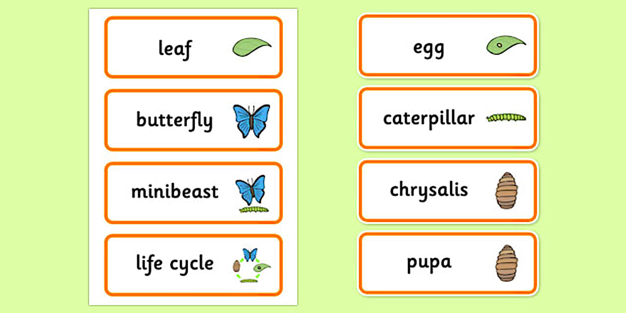 Editable Life Cycle of a Butterfly Word Cards - Twinkl