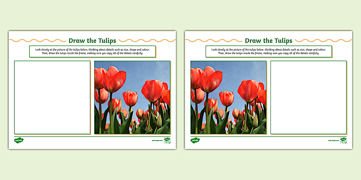 Draw the Tulips Art Activity (teacher made) - Twinkl