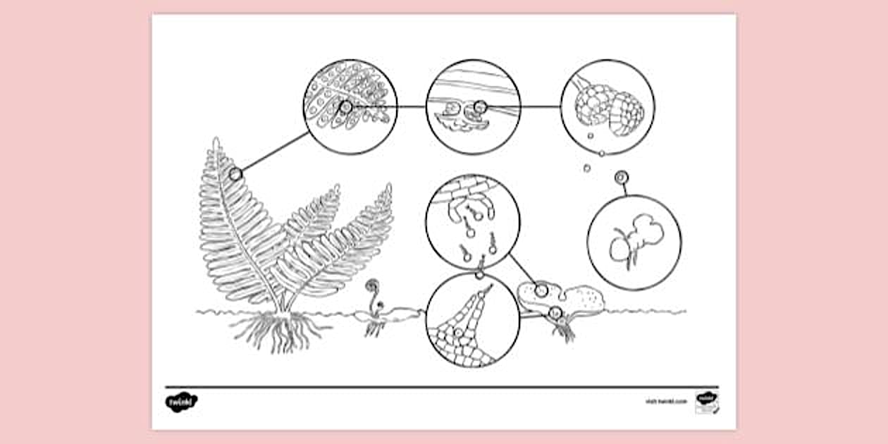 Biology Colouring Book Page - Colouring - KS1 (teacher made)