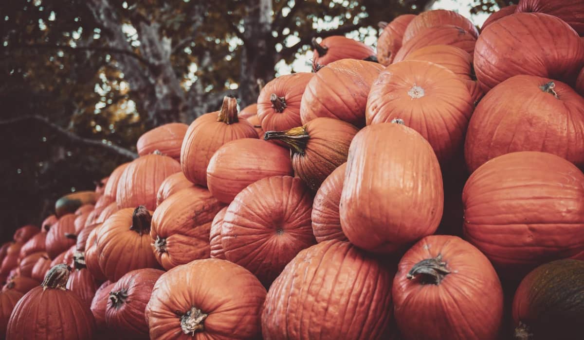 Millions of Pumpkins Predicted to Go to Waste - Twinkl NewsRoom