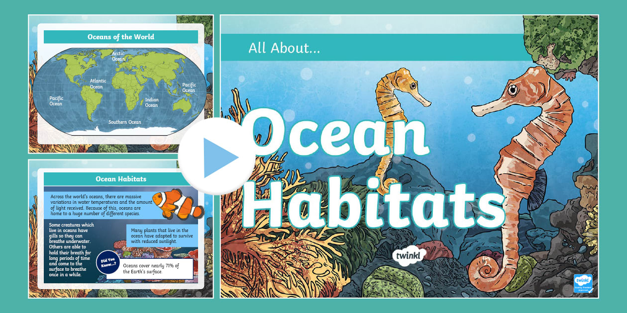 KS2 All About Ocean Habitats PowerPoint - Ocean Habitat