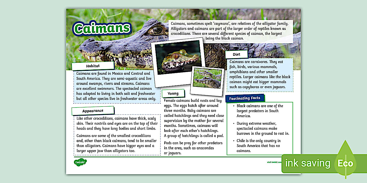 Caiman Fact File - KS2 - Reptiles - Animals - South America