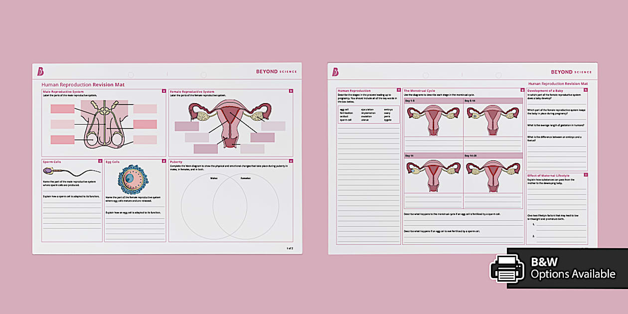 KS3 Human Reproduction Revision Mat Higher (teacher made)
