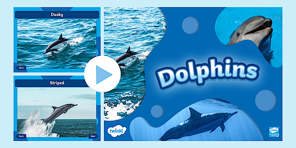 Dolphins Photo Powerpoint (Teacher-Made) - Twinkl