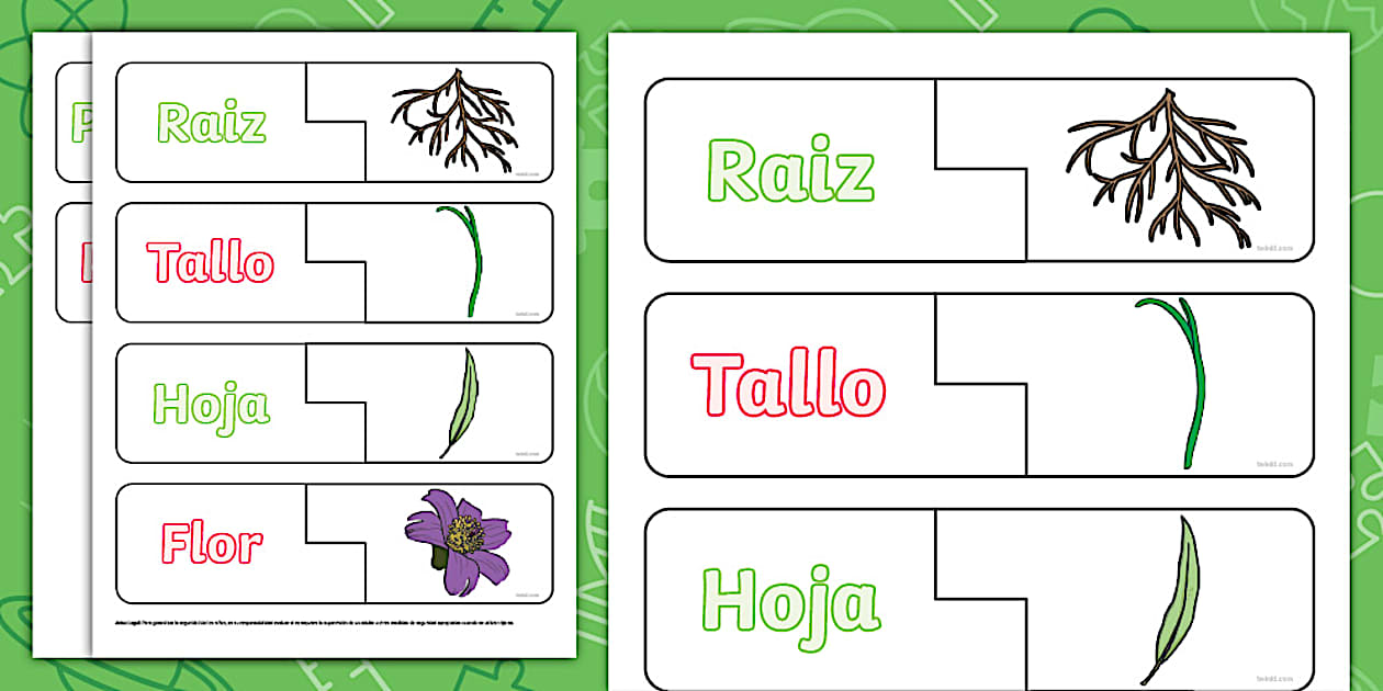 Guía de Trabajo: Puzzle - Partes de una Plantă - Twinkl
