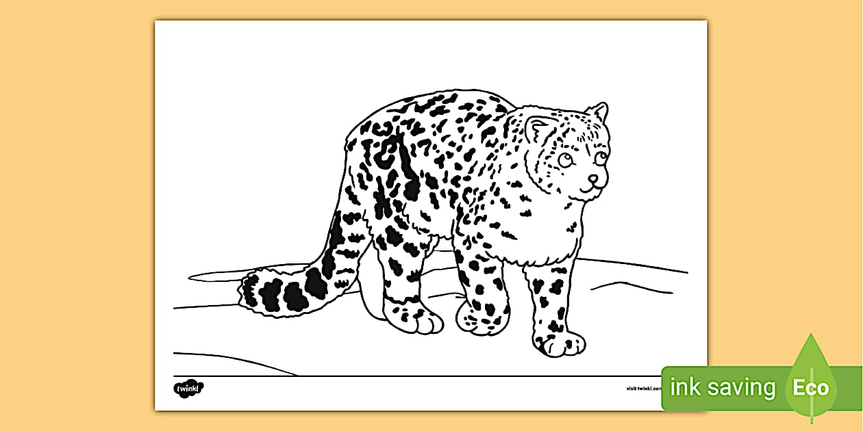 Baby Snow Leopard Colouring Sheet | Colouring Pages - Twinkl
