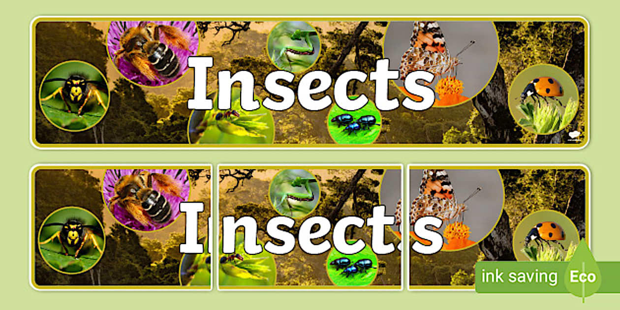 Insects Photo Display Banner | Printable Bugs Banner