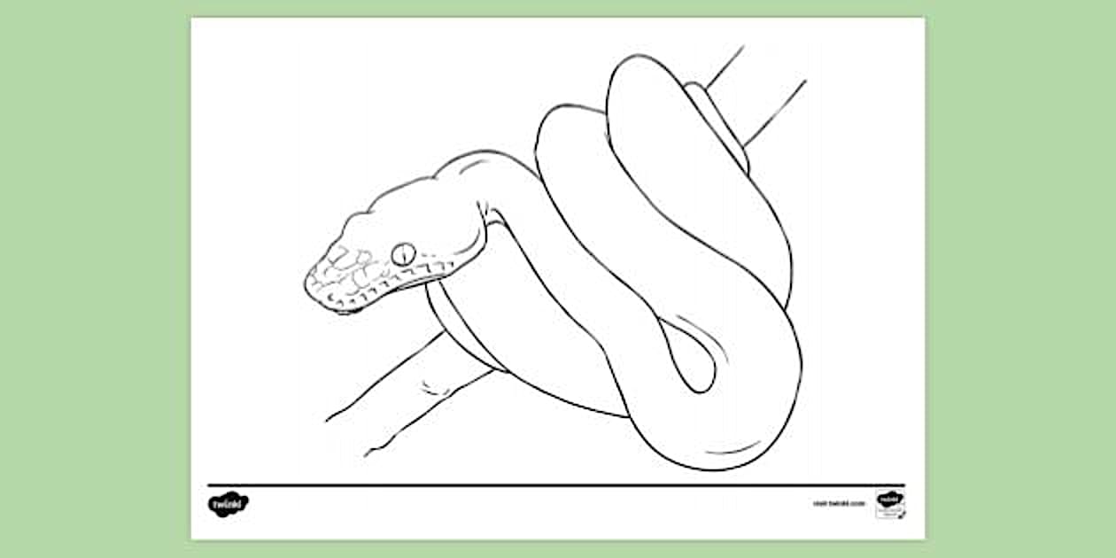 Realistic Snake Colouring Sheet | Colouring Sheets - Twinkl