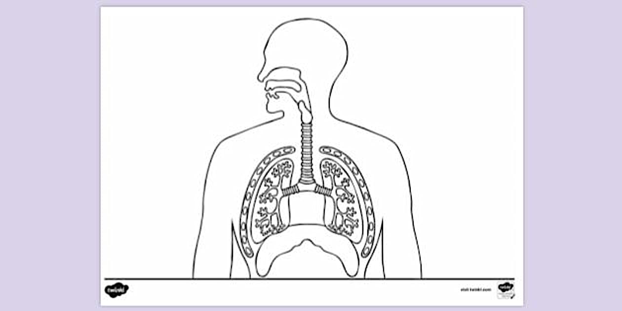Science - The Human Body - Respiratory System Organs