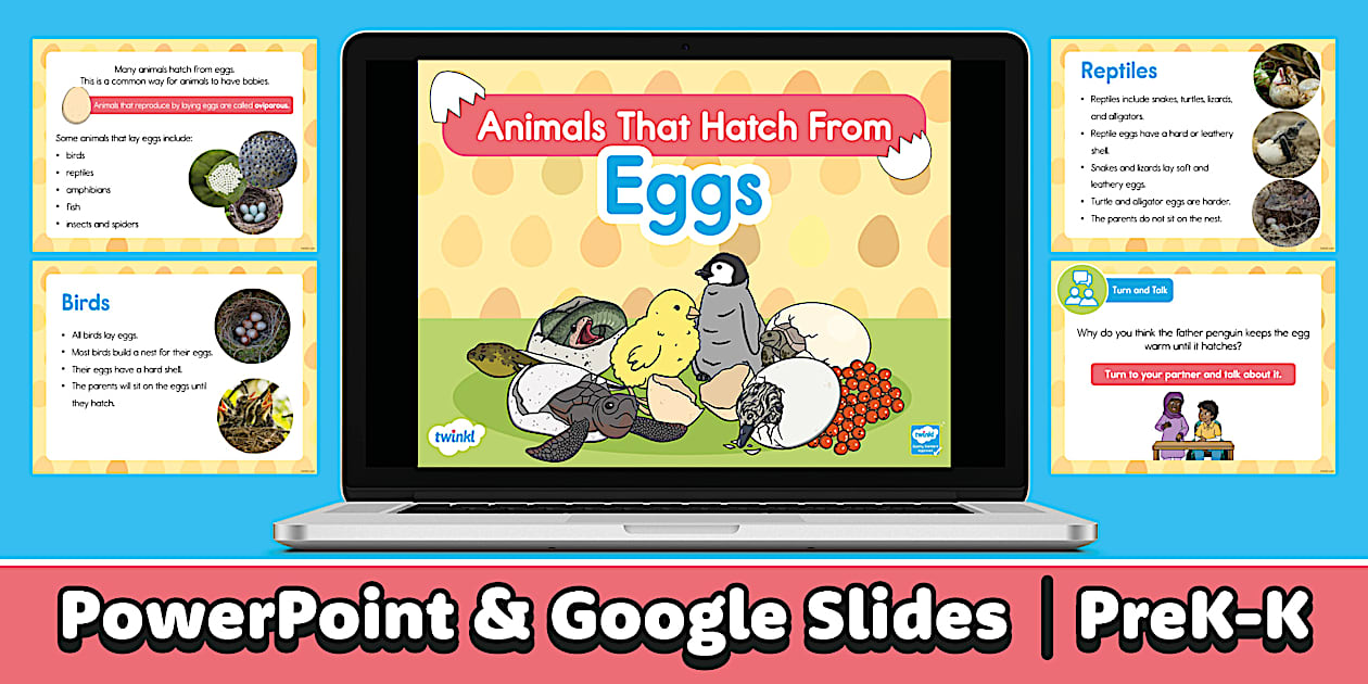 Animals That Hatch From Eggs PowerPoint & Google Slides