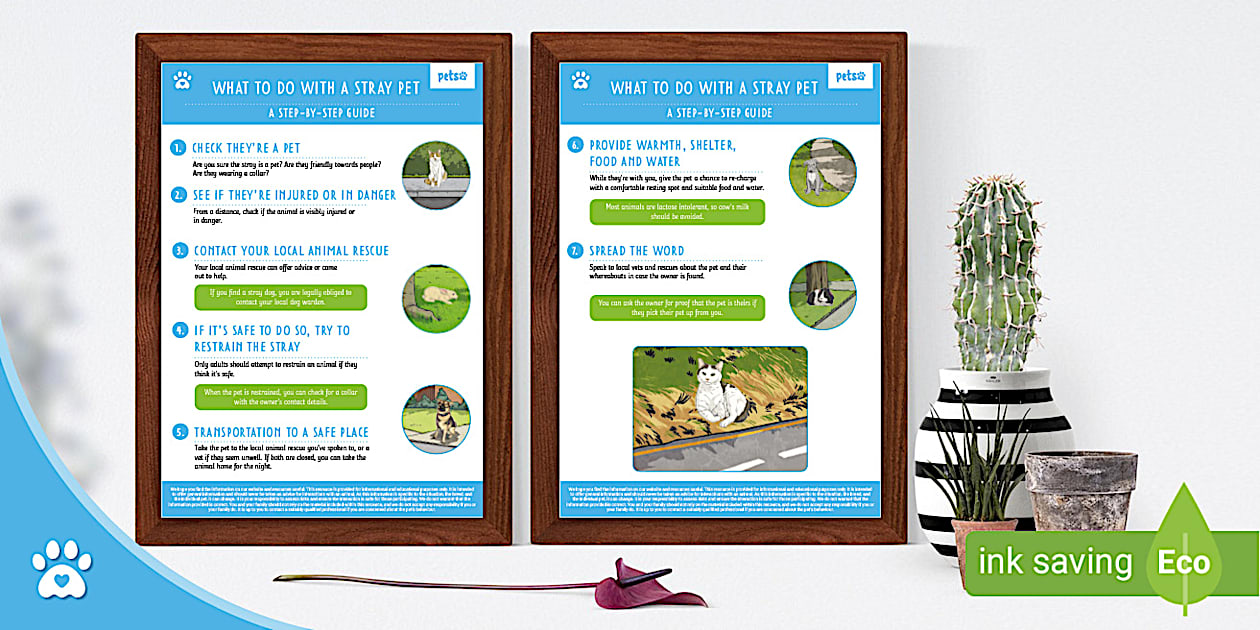 What to Do With a Stray Pet - Infographic - Twinkl Pets
