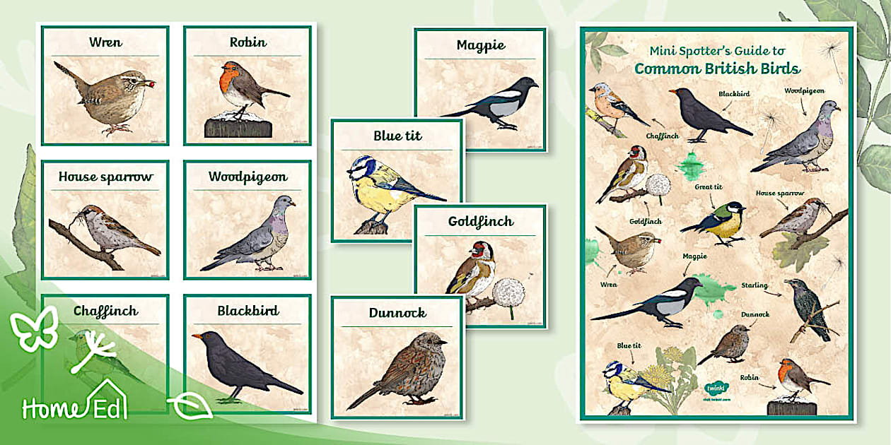 Common Bird ID Guides (teacher made) - Twinkl