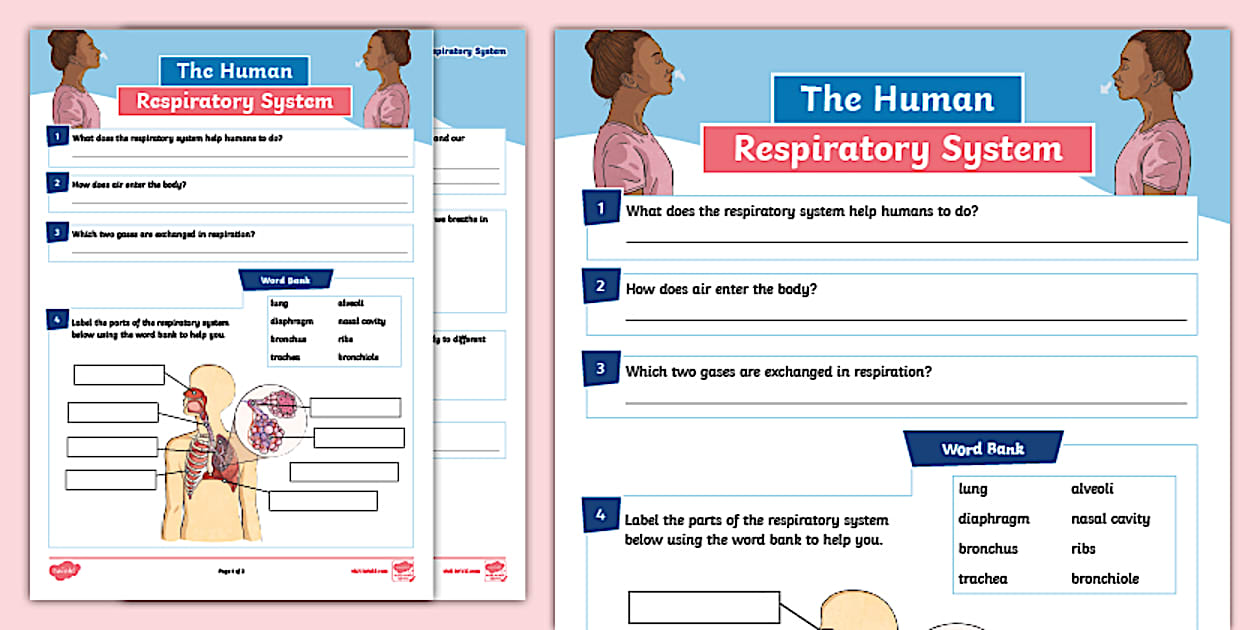 KS2 The Human Respiratory System Quiz - Twinkl