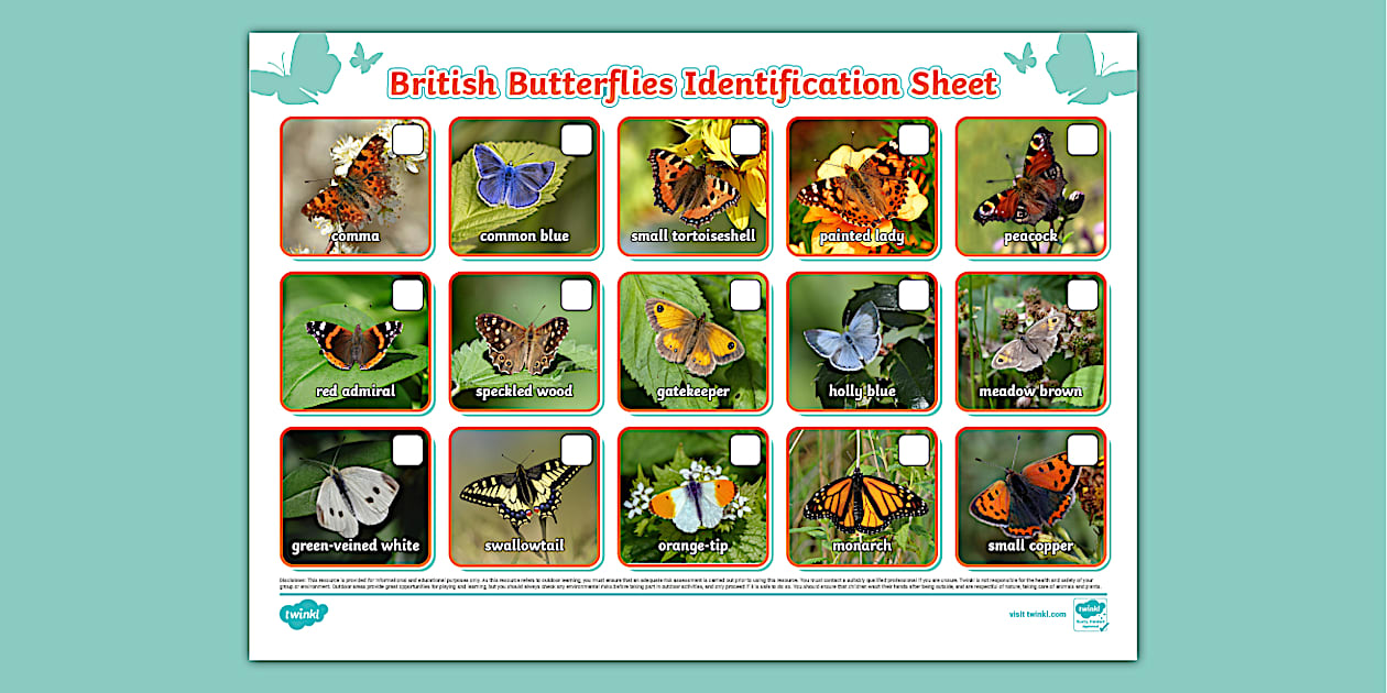 British Butterflies Identification Sheet - Twinkl