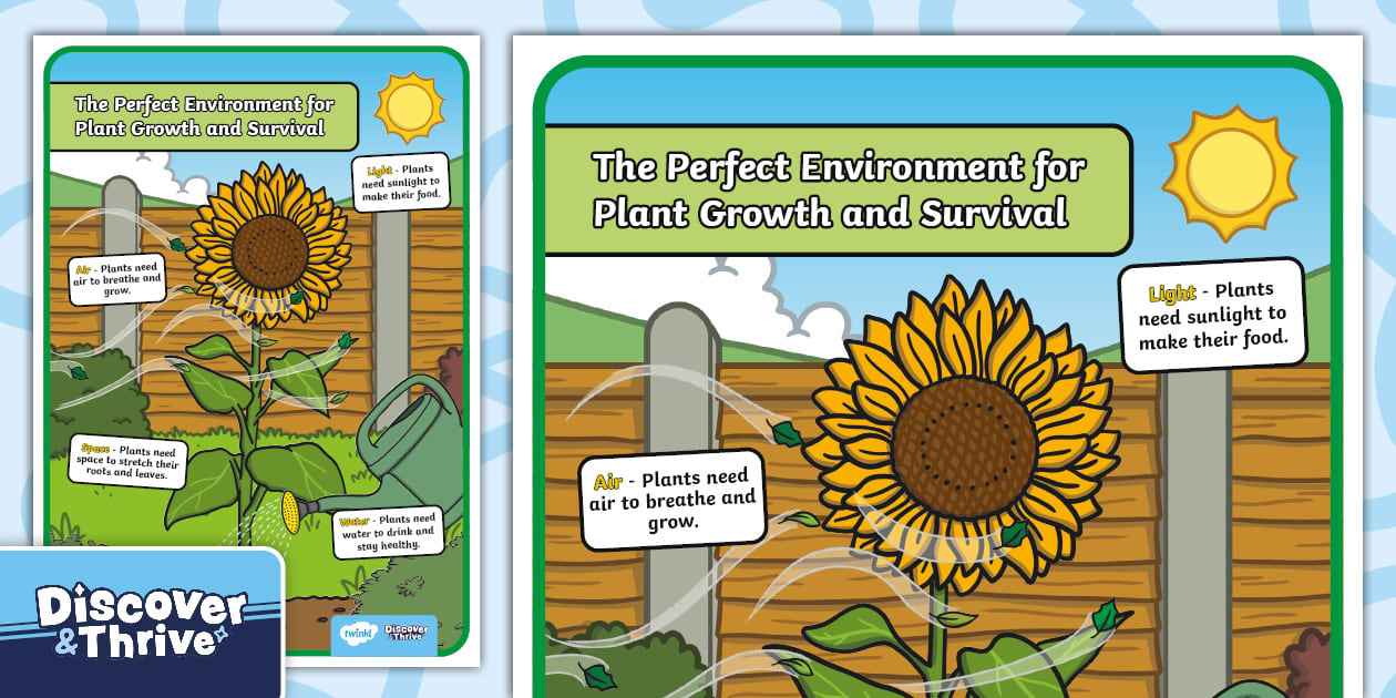 STEM Plant Survival: Poster Junior Infants