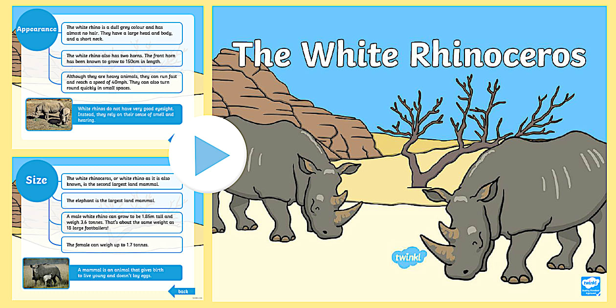 KS1 The White Rhinoceros Information PowerPoint - Twinkl