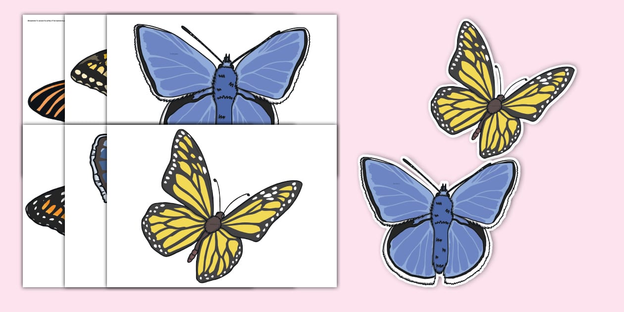 Butterfly Cut-Outs (Teacher-Made) - Twinkl