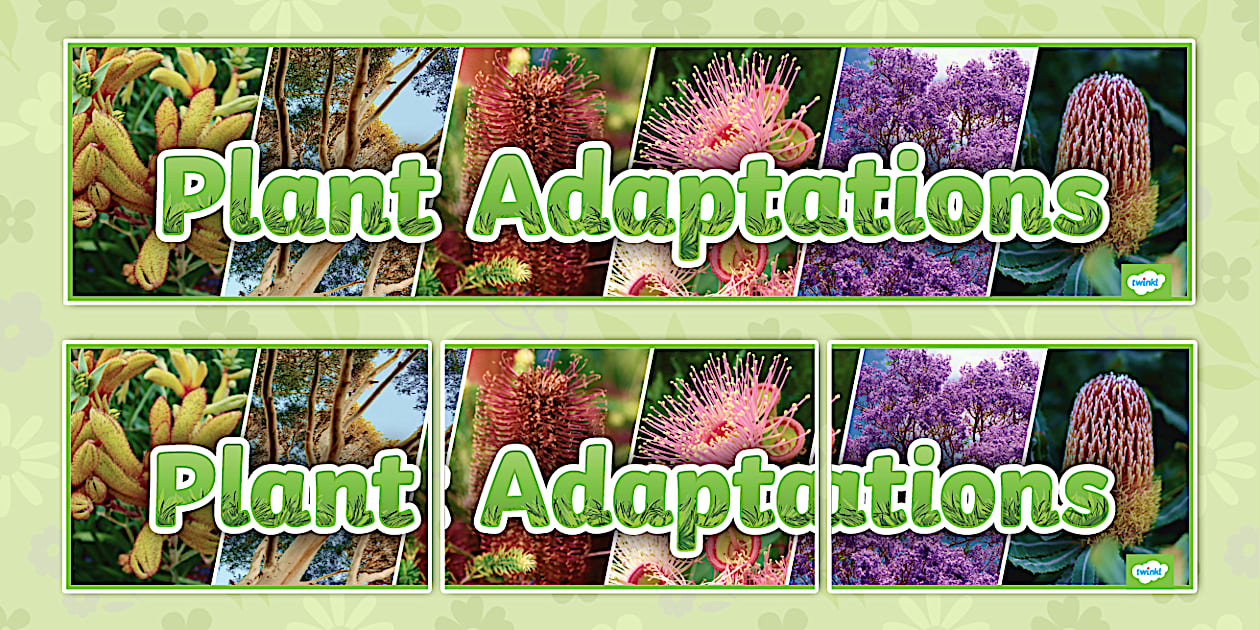 Plant Adaptations Photo Display Banner (Teacher-Made)