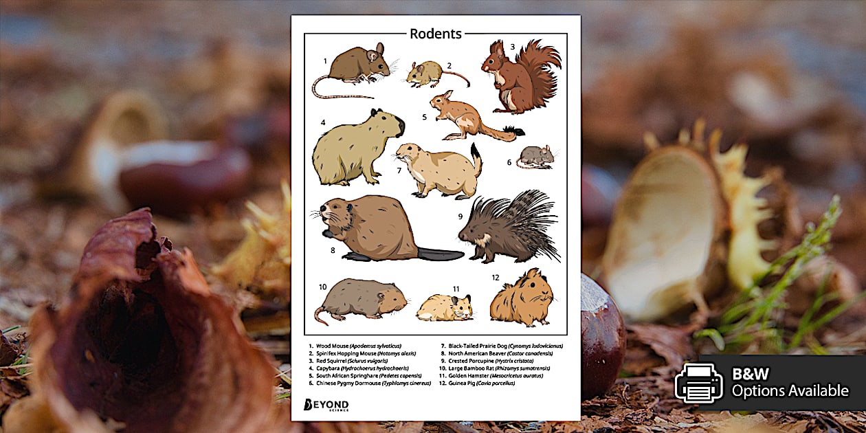 Rodents Display Poster (teacher made) - Twinkl