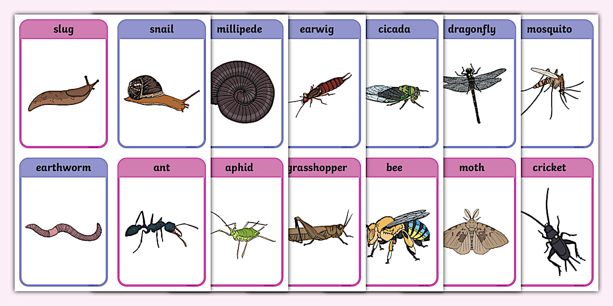 Schoolyard Safari Animal Cards (teacher made) - Twinkl