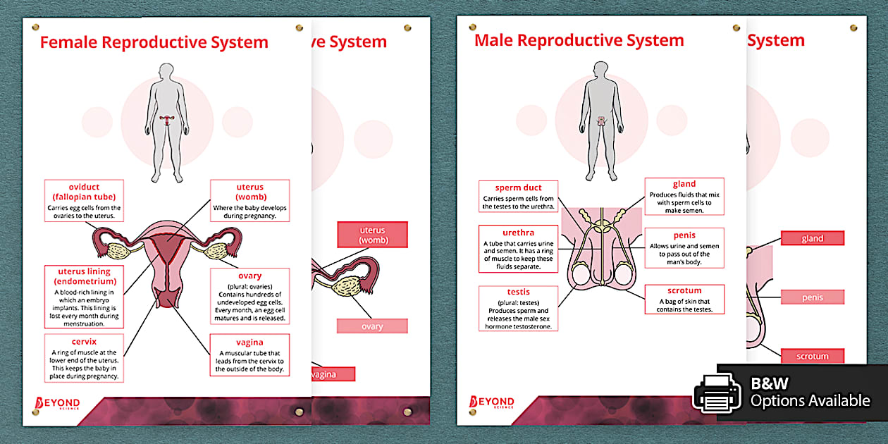 Year 7 - Year 10 Science Human Reproductive System Posters