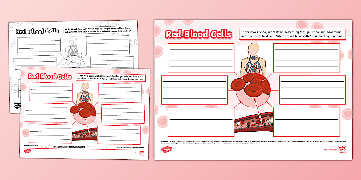 Red Blood Cells Mind Map (teacher made) - Twinkl