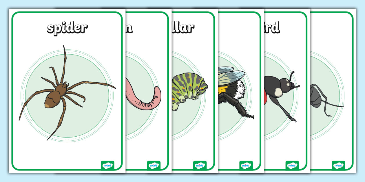 Minibeast Posters - Minibeast Display (teacher made)