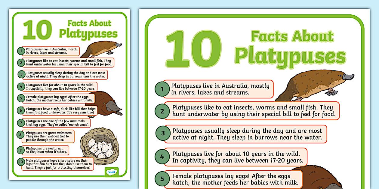 10 Facts About Platypuses Display Poster (Teacher-Made)