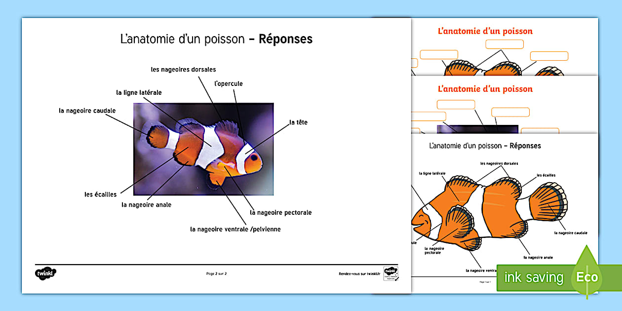 Schéma à compléter : Anatomie d'un poisson (teacher made)