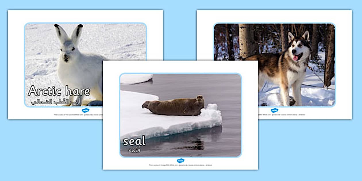 Arctic Animal Display Photos Arabic Translation - Twinkl