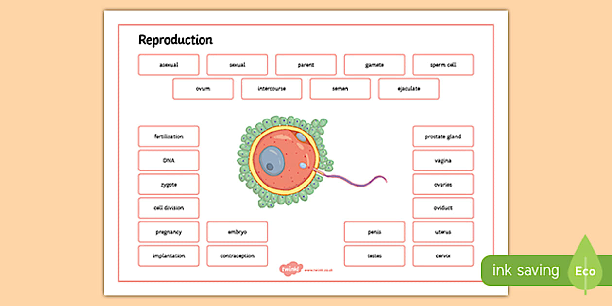 Reproduction Word Mat (teacher made) - Twinkl