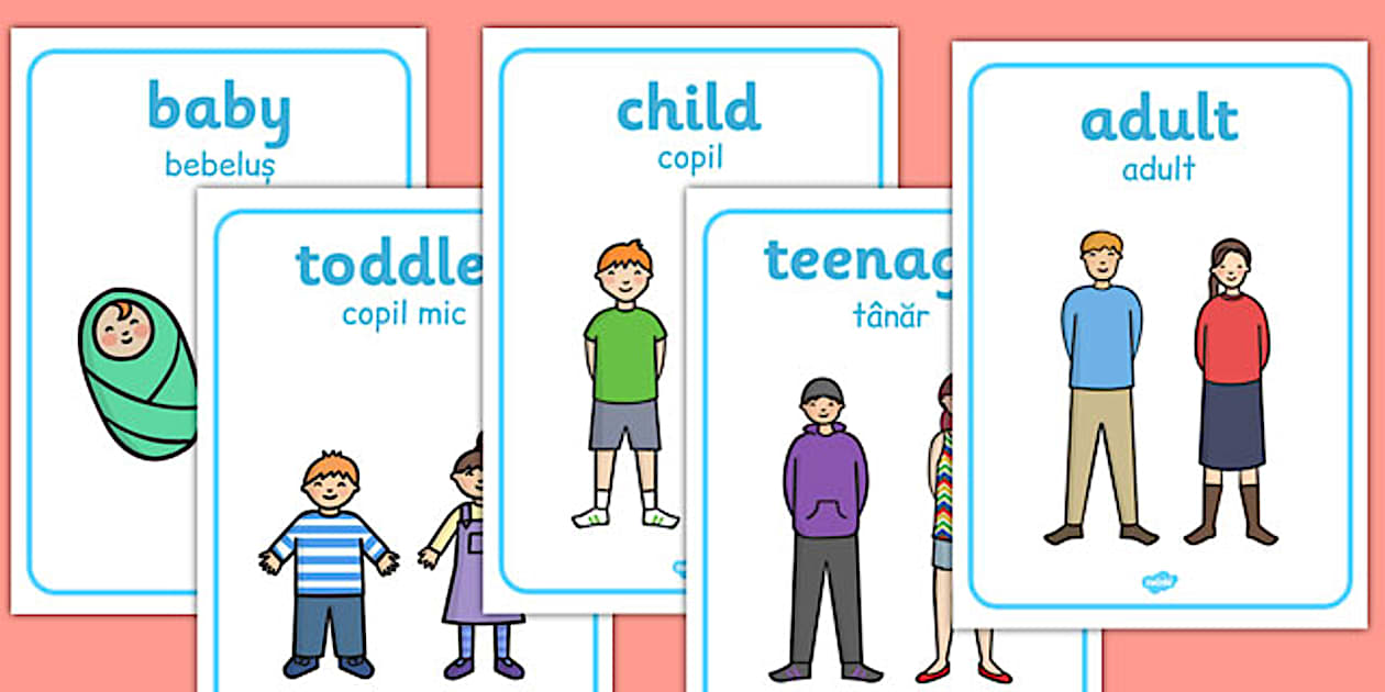 👉 Human Growth Display Poster Romanian Translation