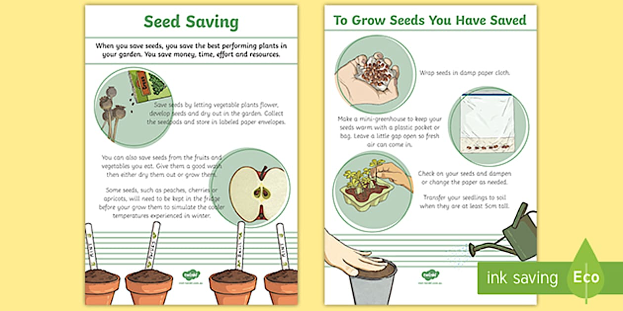 School Garden Seed Saving Display Poster - Twinkl