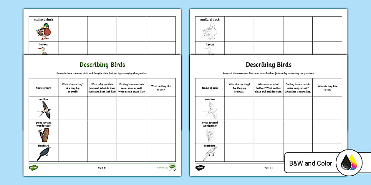 Describing Birds Activity (teacher made) - Twinkl