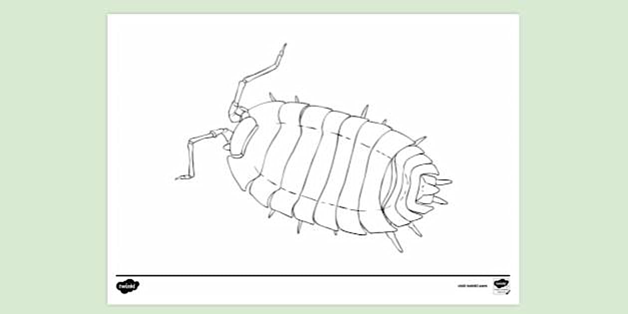 Woodlouse Insect Colouring Sheet | Colouring Sheets - Twinkl