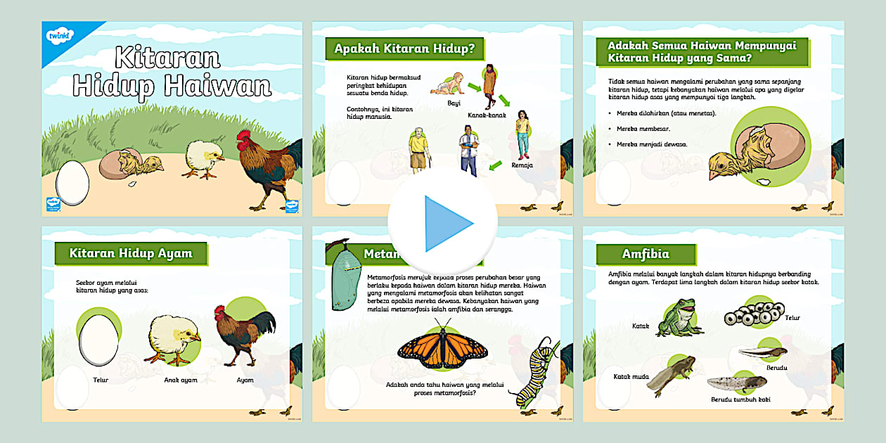 Kitaran Hidup Haiwan PowerPoint (teacher made) - Twinkl