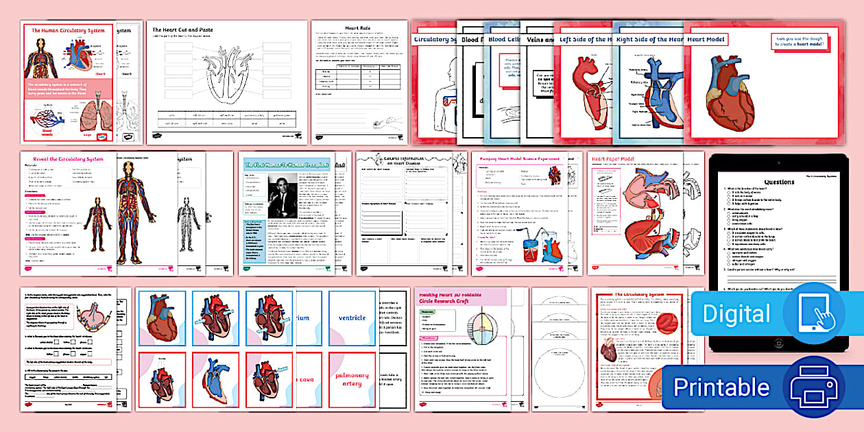 Human Heart Activity Pack for 3rd-5th Grade (teacher made)
