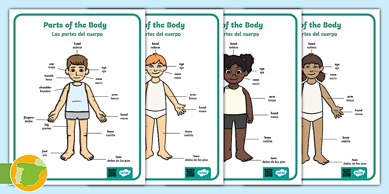 Parts of the body - posters (professor feito) - Twinkl